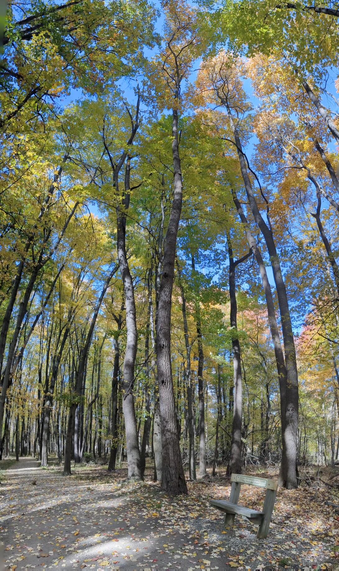 Sassafras | CMP Tree Selection Tool